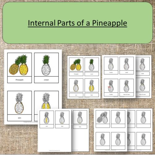 Pineapple Plant Work Montessori Homeschool Preschool Science | Made By ...