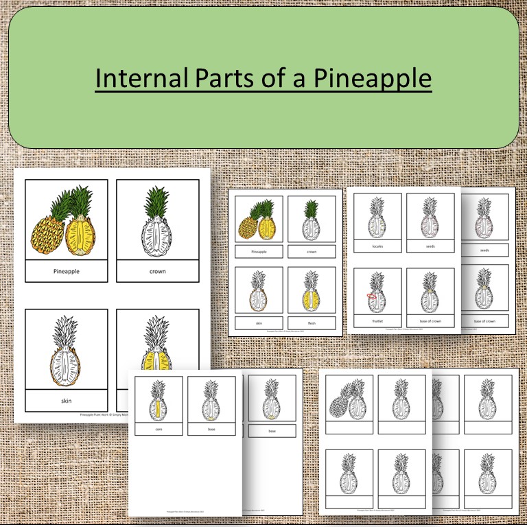 Pineapple Plant Work Montessori Homeschool Preschool Science | Made By ...