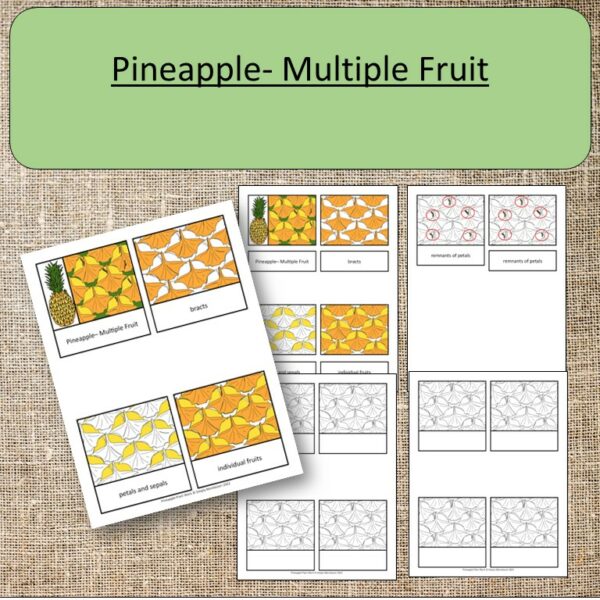 Pineapple Plant Work Montessori Homeschool Preschool Science | Made By ...