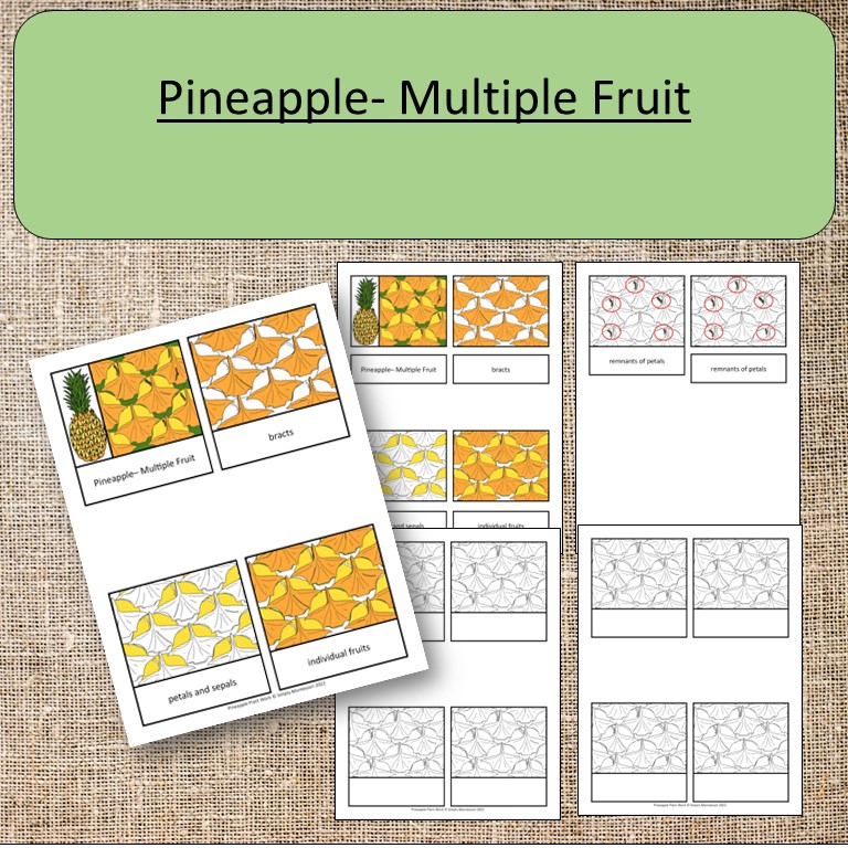 Pineapple Plant Work Montessori Homeschool Preschool Science | Made By ...