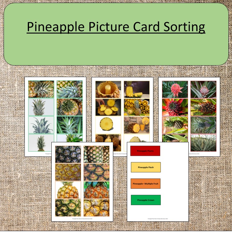 Pineapple Plant Work Montessori Homeschool Preschool Science | Made By ...
