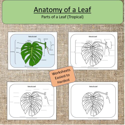 Anatomy of a Leaf and Parts of a Leaf Elementary Botany Montessori ...