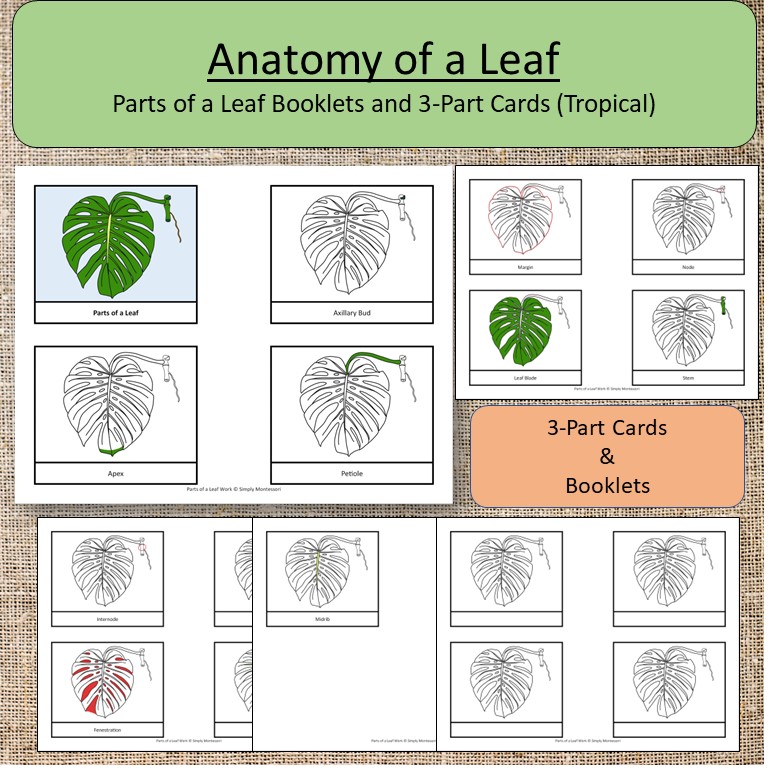Anatomy of a Leaf and Parts of a Leaf Elementary Botany Montessori ...