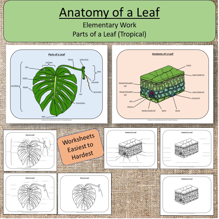 Anatomy of a Leaf and Parts of a Leaf Elementary Botany Montessori ...