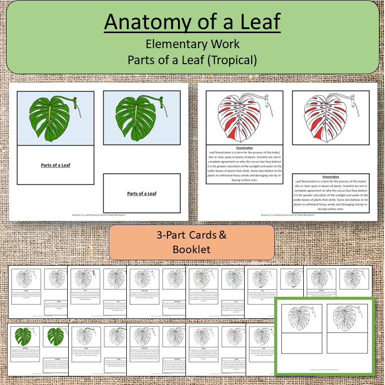 Anatomy of a Leaf and Parts of a Leaf Elementary Botany Montessori ...