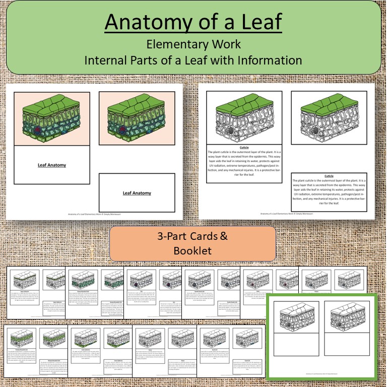 Anatomy of a Leaf and Parts of a Leaf Elementary Botany Montessori ...
