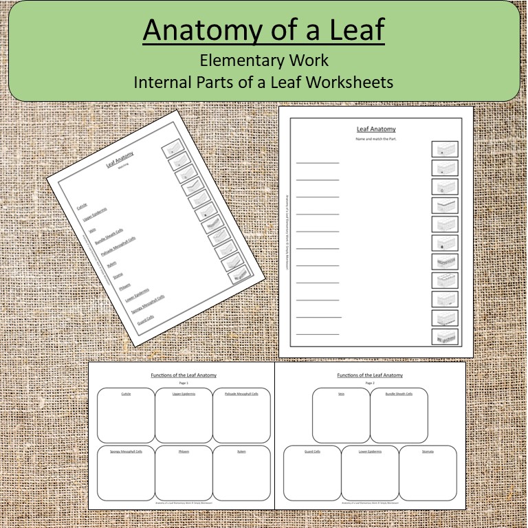 Anatomy of a Leaf and Parts of a Leaf Elementary Botany Montessori ...