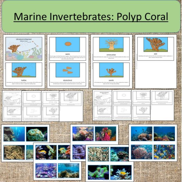 Marine Invertebrates: Polyp Coral Elkhorn Coral Montessori Ocean Study ...