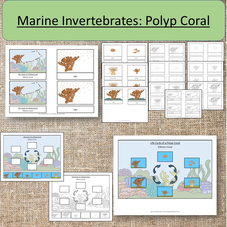 Marine Invertebrates: Polyp Coral Elkhorn Coral Montessori Ocean Study ...