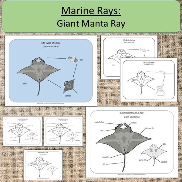 Marine Rays: Giant Manta Ray Ocean Study Life cycle & Parts Montessori ...