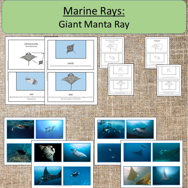 Marine Rays: Giant Manta Ray Ocean Study Life cycle & Parts Montessori ...