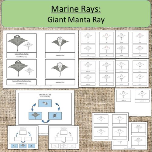 Marine Rays: Giant Manta Ray Ocean Study Life cycle & Parts Montessori ...