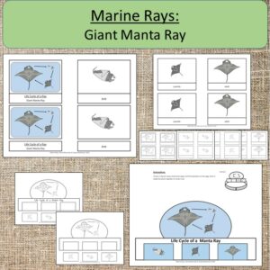 Marine Rays: Giant Manta Ray Ocean Study Life cycle & Parts Montessori ...