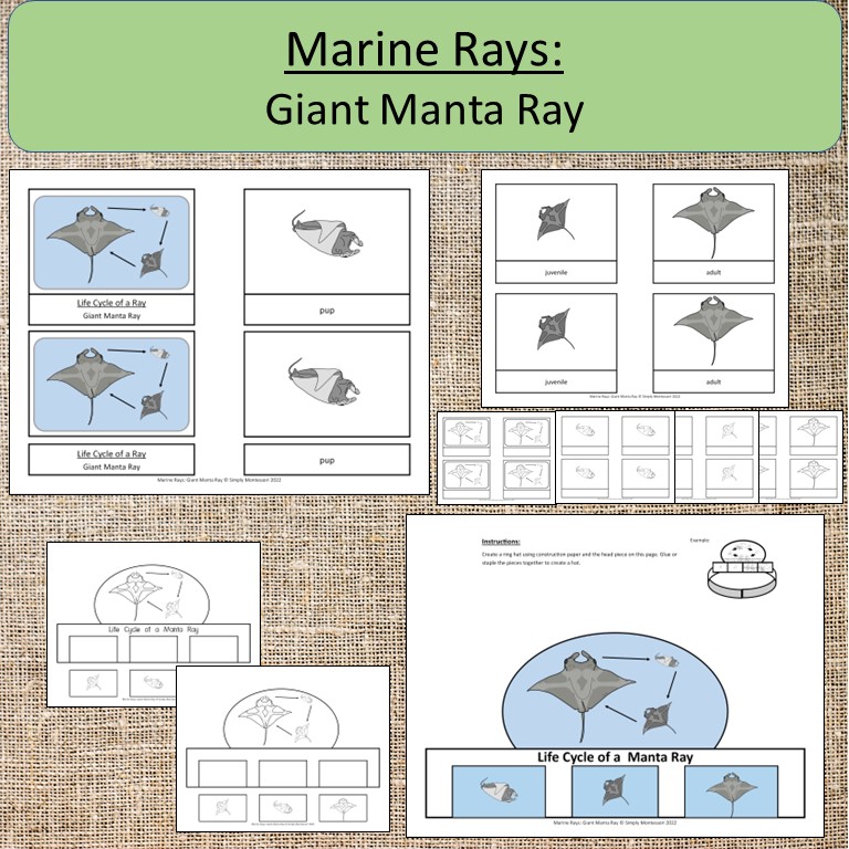 Marine Rays: Giant Manta Ray Ocean Study Life cycle & Parts Montessori ...