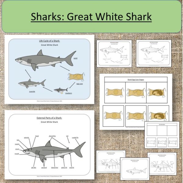Shark: Great White Shark Ocean Study Montessori Life Cycle & Parts ...