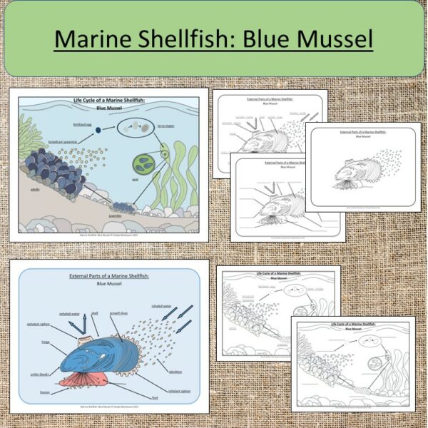 Marine Shellfish: Blue Mussel Ocean Study Montessori Life Cycle & Parts ...