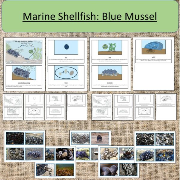 Marine Shellfish: Blue Mussel Ocean Study Montessori Life Cycle & Parts ...