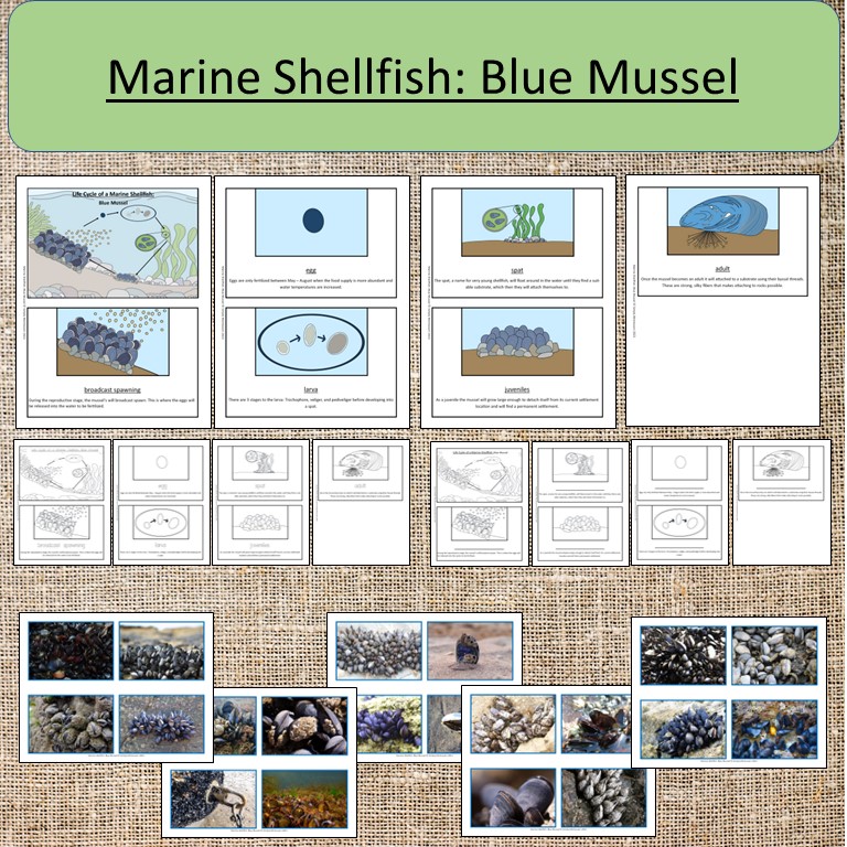 Marine Shellfish: Blue Mussel Ocean Study Montessori Life Cycle & Parts ...