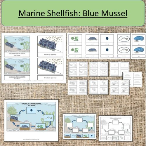 Marine Shellfish: Blue Mussel Ocean Study Montessori Life Cycle & Parts ...