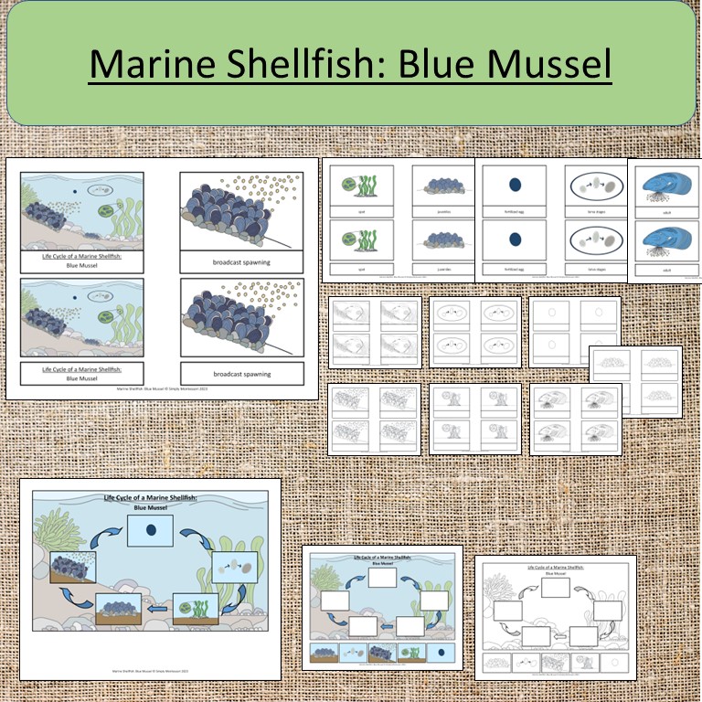 Marine Shellfish: Blue Mussel Ocean Study Montessori Life Cycle & Parts ...