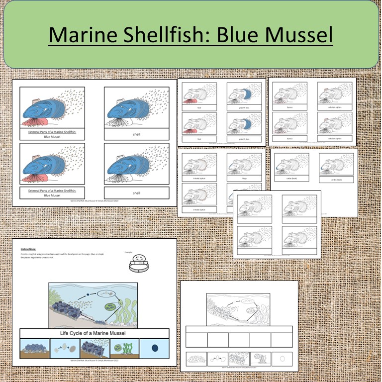 Marine Shellfish: Blue Mussel Ocean Study Montessori Life Cycle & Parts ...