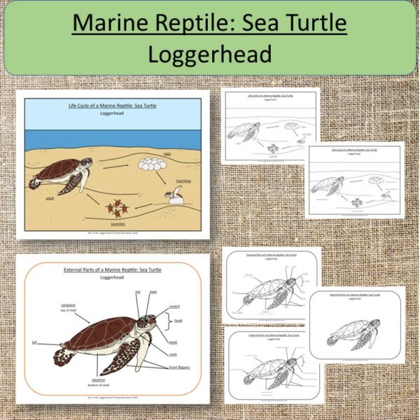 Marine Reptile: Sea Turtle Loggerhead Ocean Study Life Cycle & Parts ...