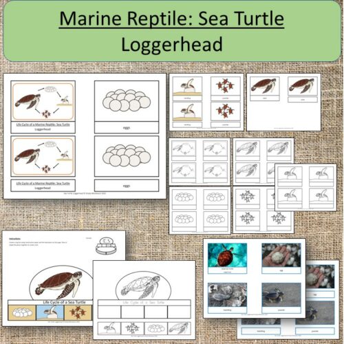 Marine Reptile: Sea Turtle Loggerhead Ocean Study Life Cycle & Parts ...