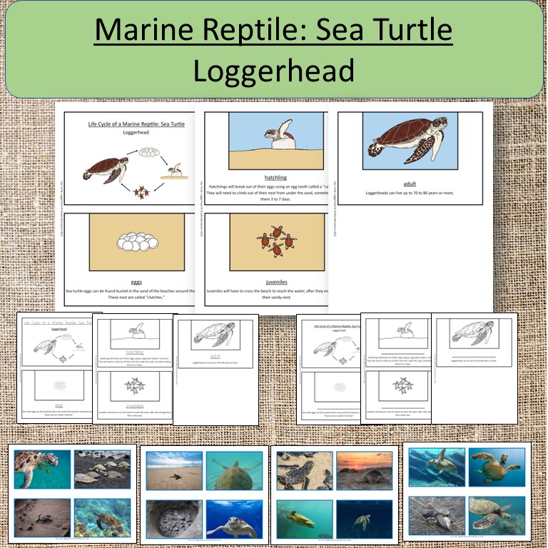 Marine Reptile: Sea Turtle Loggerhead Ocean Study Life Cycle & Parts ...