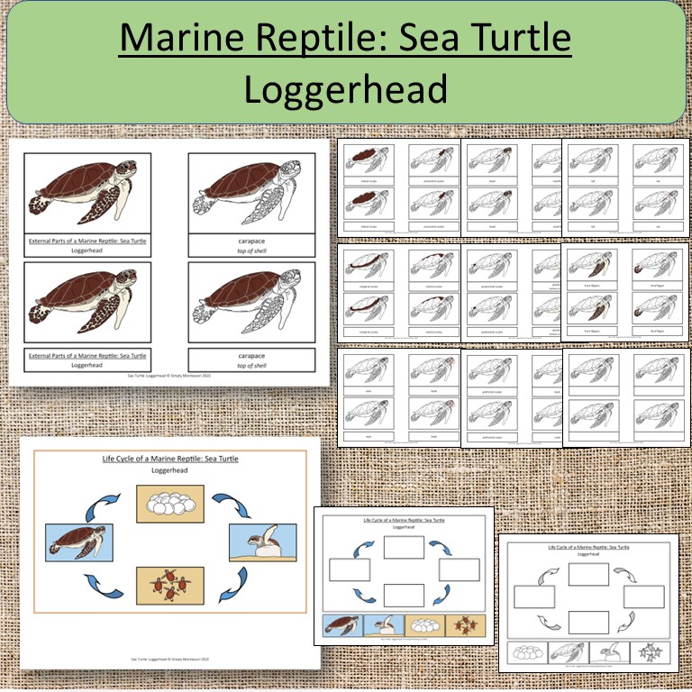 Marine Reptile: Sea Turtle Loggerhead Ocean Study Life Cycle & Parts ...