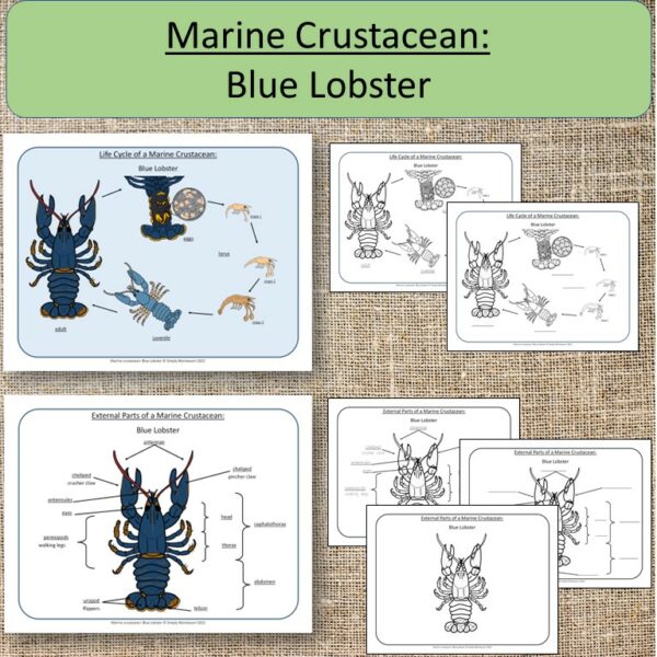 Marine Crustacean: Blue Lobster Ocean Study Life cycle & Parts ...