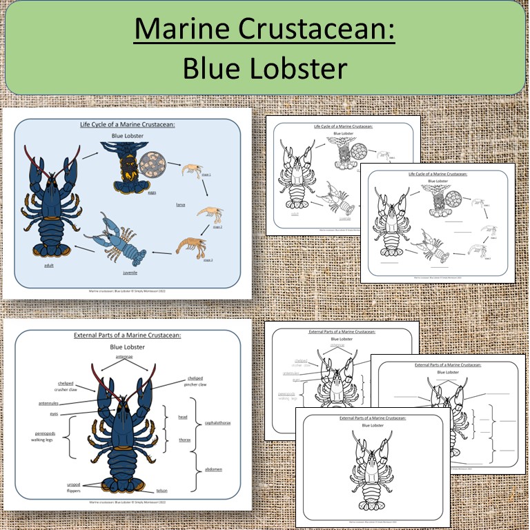 Marine Crustacean: Blue Lobster Ocean Study Life cycle & Parts ...
