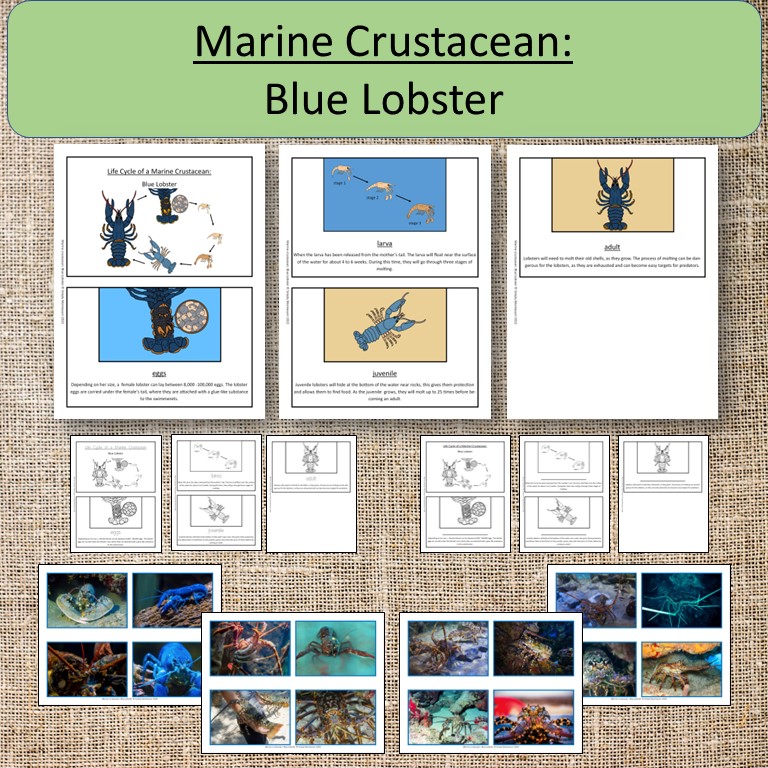 Marine Crustacean: Blue Lobster Ocean Study Life cycle & Parts ...