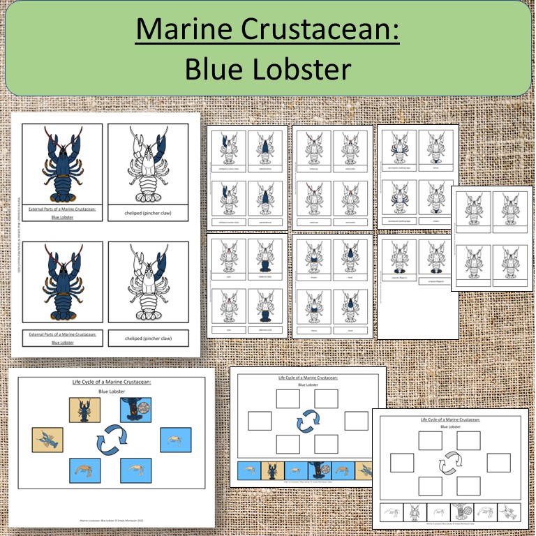 Marine Crustacean: Blue Lobster Ocean Study Life cycle & Parts ...