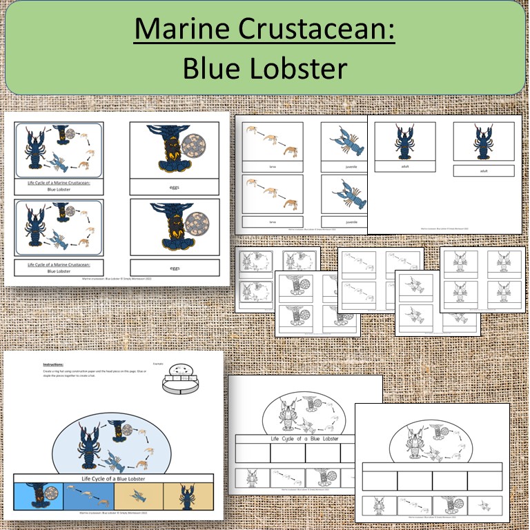 Marine Crustacean: Blue Lobster Ocean Study Life cycle & Parts ...