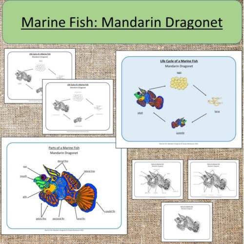 Marine Fish Mandarin Dragonet Life Cycle and Parts of a Fish Ocean ...