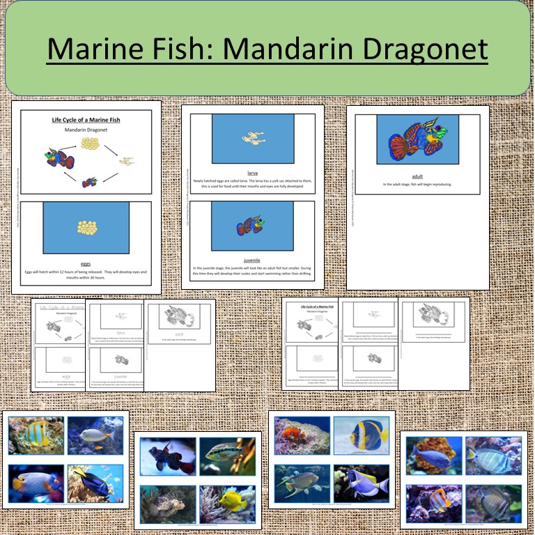 Marine Fish Mandarin Dragonet Life Cycle and Parts of a Fish Ocean ...