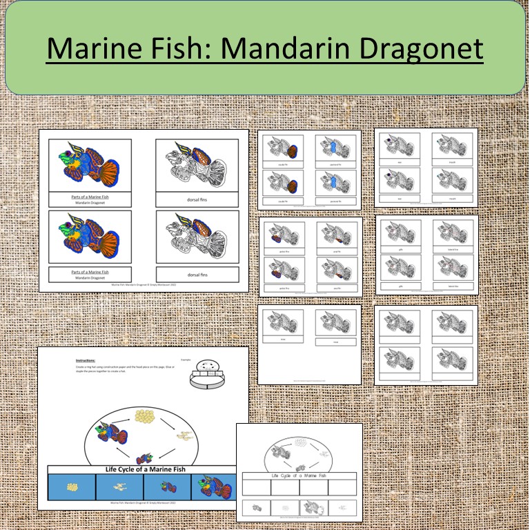 Marine Fish Mandarin Dragonet Life Cycle and Parts of a Fish Ocean ...