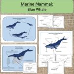 Marine Mammal: Blue Whale Montessori Kindergarten Ocean Study | Made By ...