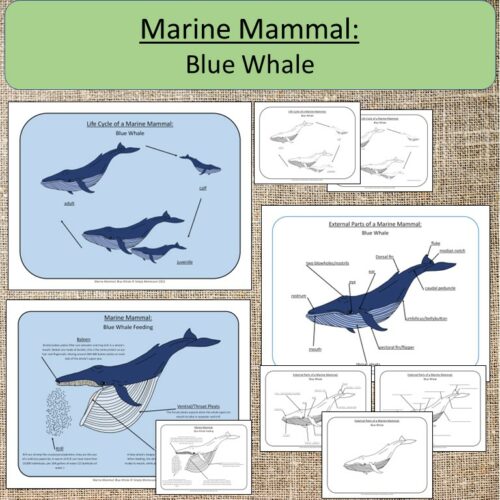 Marine Mammal: Blue Whale Montessori Kindergarten Ocean Study | Made By ...