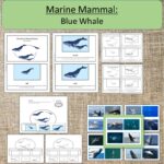 Marine Mammal: Blue Whale Montessori Kindergarten Ocean Study | Made By ...