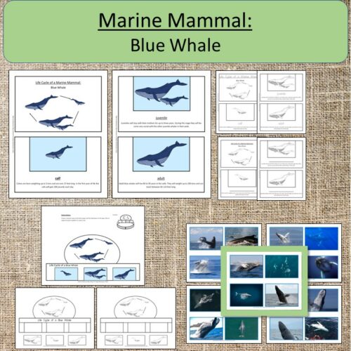 Marine Mammal: Blue Whale Montessori Kindergarten Ocean Study | Made By ...