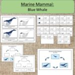 Marine Mammal: Blue Whale Montessori Kindergarten Ocean Study | Made By ...