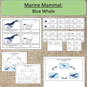 Marine Mammal: Blue Whale Montessori Kindergarten Ocean Study | Made By ...