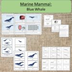 Marine Mammal: Blue Whale Montessori Kindergarten Ocean Study | Made By ...