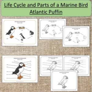 Marine Bird : Atlantic Puffin Montessori Life Cycle and Parts of a ...