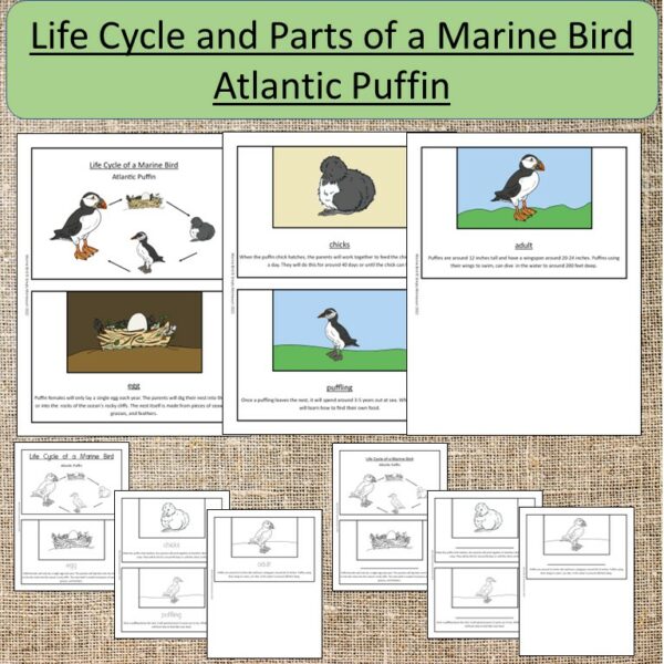 Marine Bird : Atlantic Puffin Montessori Life Cycle and Parts of a ...