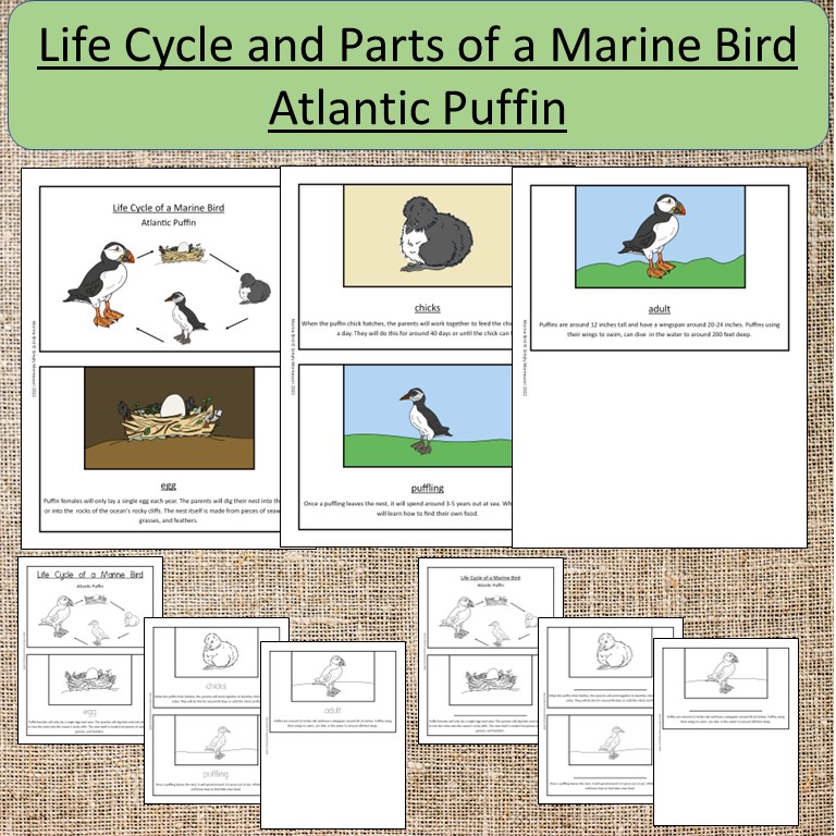 Marine Bird : Atlantic Puffin Montessori Life Cycle and Parts of a ...