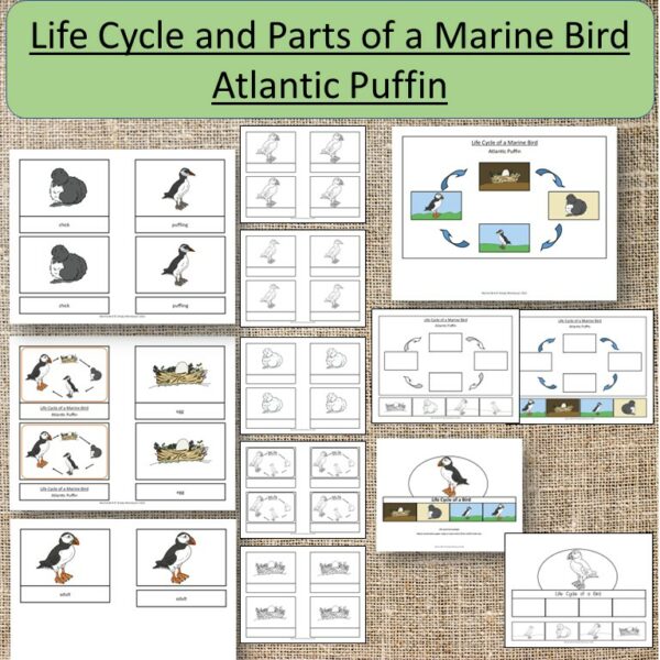 Marine Bird : Atlantic Puffin Montessori Life Cycle and Parts of a ...