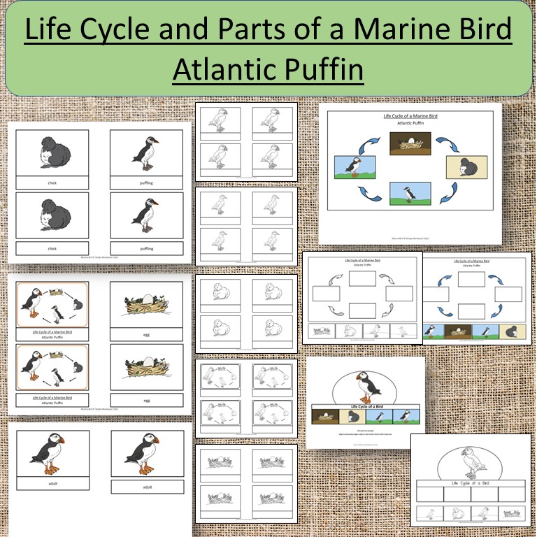 Marine Bird : Atlantic Puffin Montessori Life Cycle and Parts of a ...