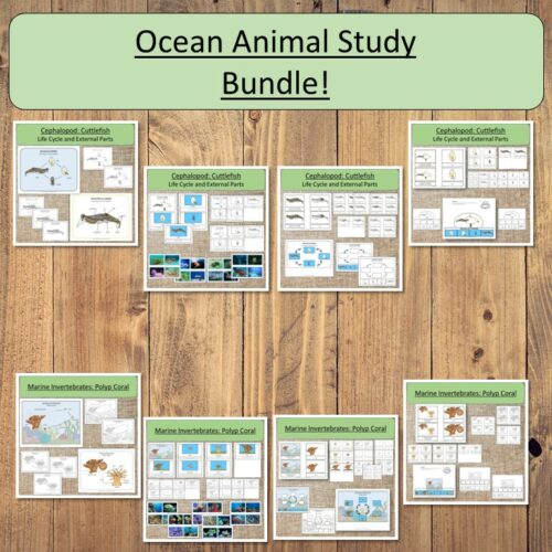 Marine Animal Study Ocean Study Bundle Montessori | Made By Teachers